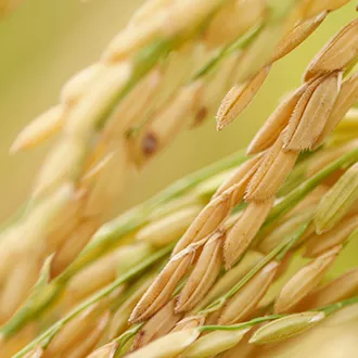 Rice Bran | Domino Specialty Ingredients